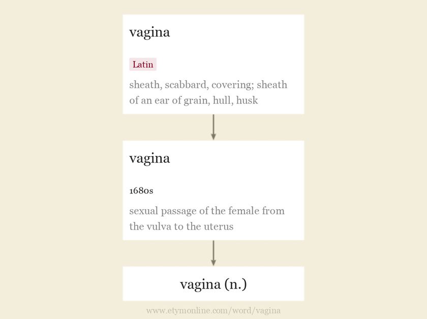 vagina | Etymology of vagina by etymonline